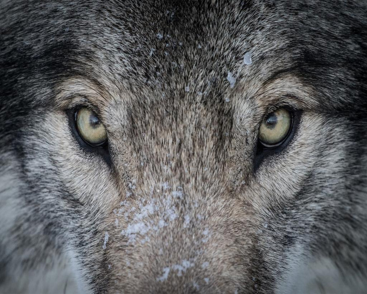 Las cabañas de los lobos en el Parque Omega - NAO Viatges